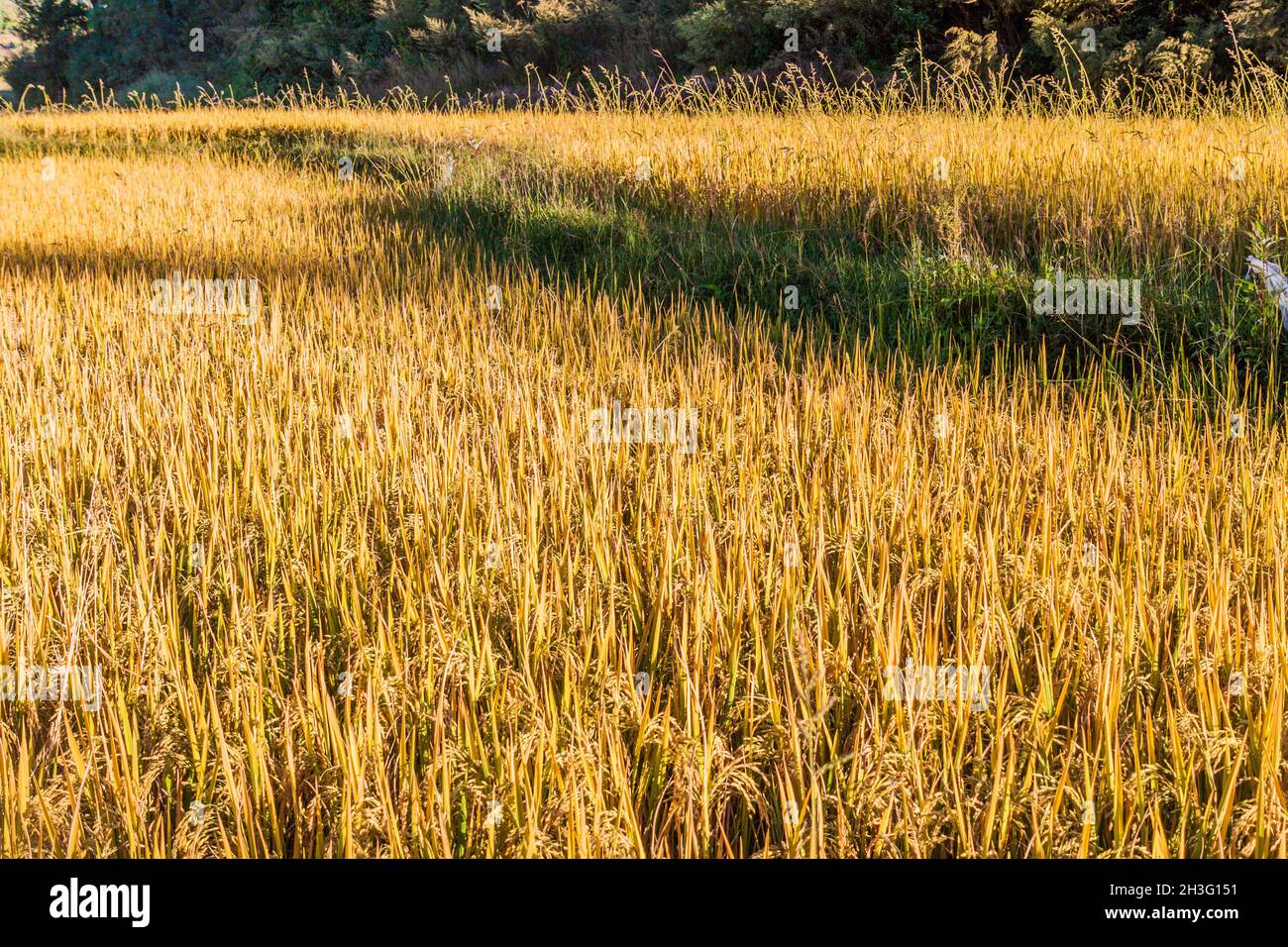 Detail of a field of a ripe rice, Myanmar Stock Photo - Alamy