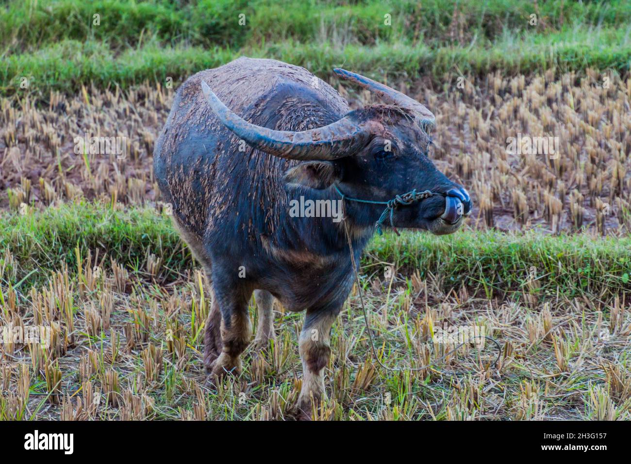 Myanmar fields and cattle hi-res stock photography and images - Alamy