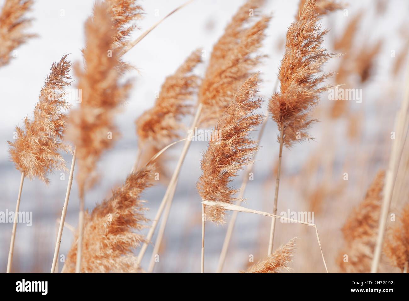 Dry reeds in wind. Tall light stalks of reeds sway in wind on ...