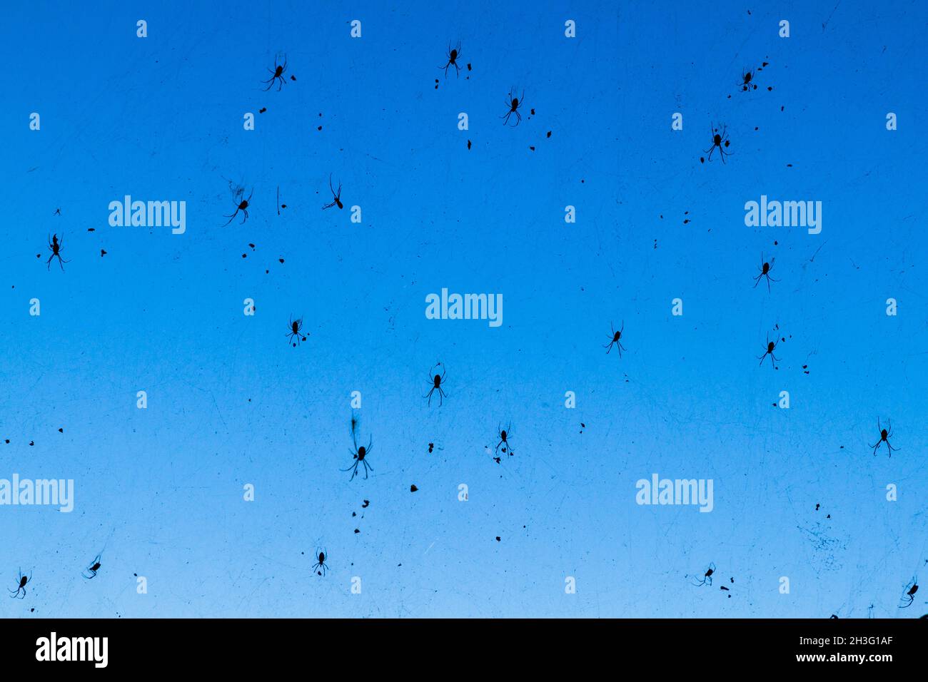 Giant spider web with many spiders in Myanmar Stock Photo - Alamy