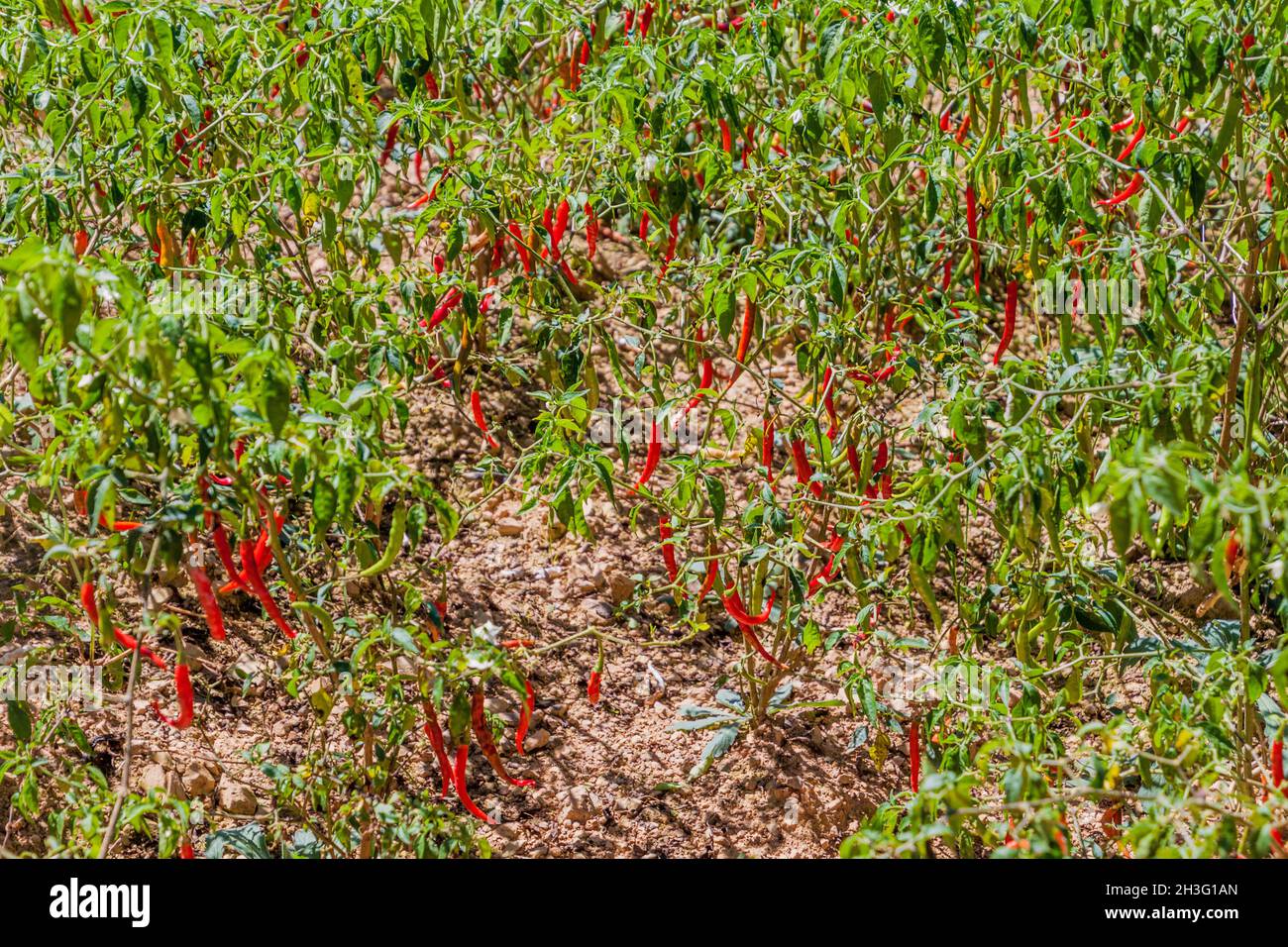 Pepper field hi-res stock photography and images - Alamy