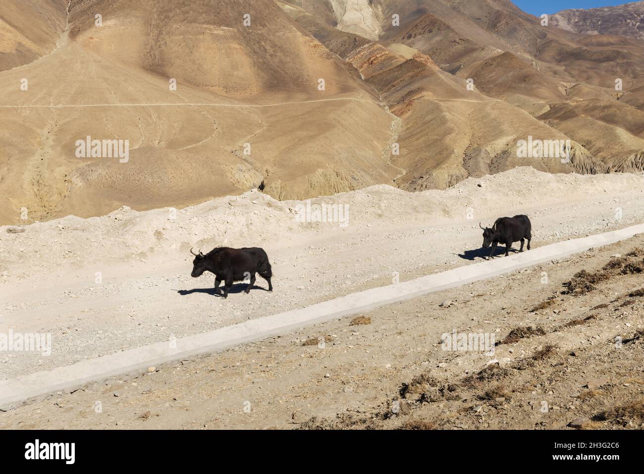 Two dzo are walking along the road in the Himalayas. dzo is a hybrid ...