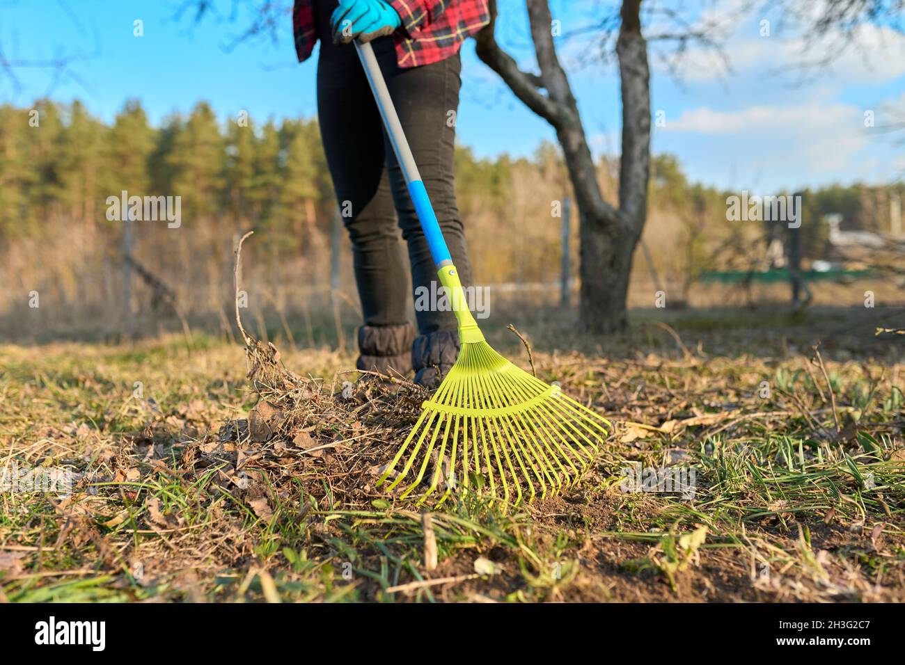 Spring cleaning of the garden with a rake from fallen leaves, dry grass ...