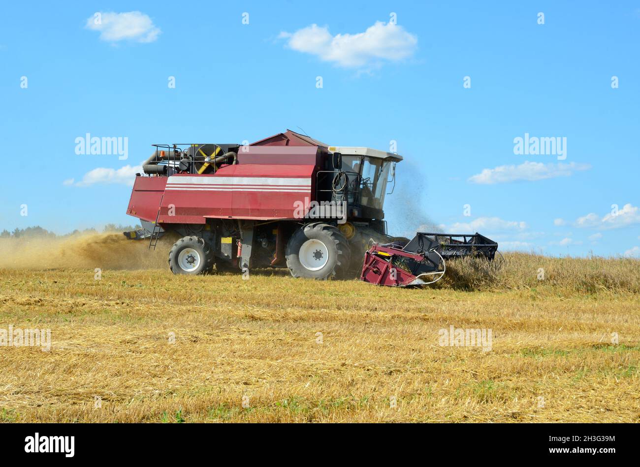 Red combine harvesting in a field of wheat Stock Photo - Alamy