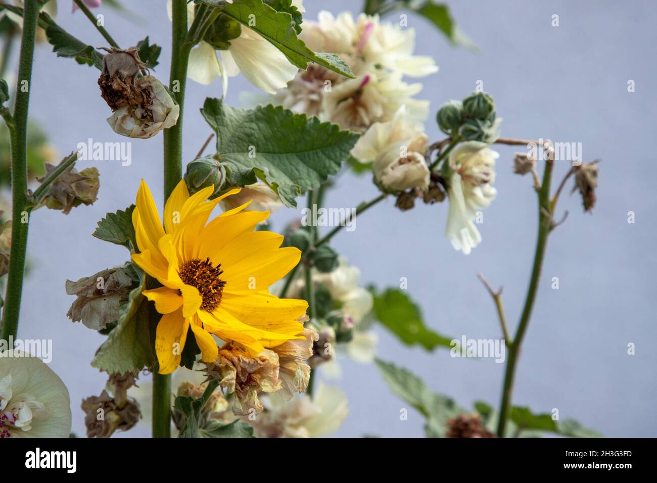 Summer beautiful blooms hi-res stock photography and images - Alamy
