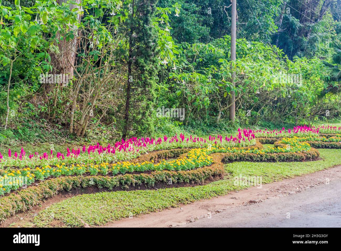 Flowers in National Kandawgyi Botanical gardens in Pyin Oo Lwin ...