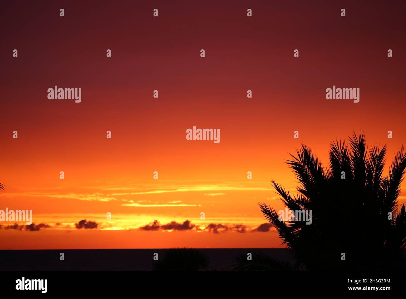 Florida palm trees sunset hi-res stock photography and images - Alamy
