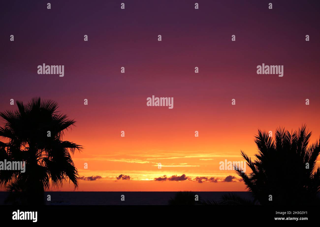 Palm trees after sunset, Florida Stock Photo - Alamy