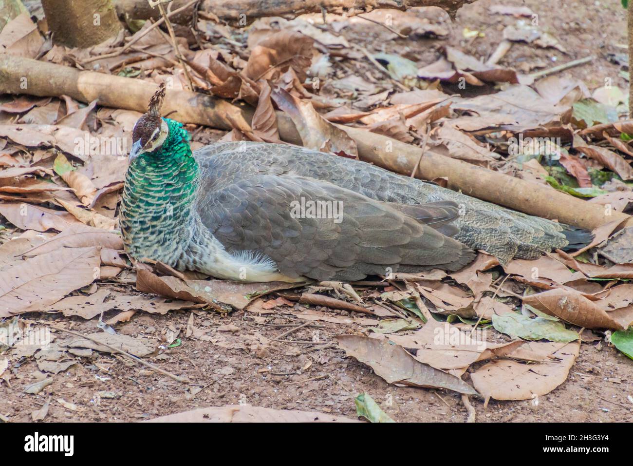National bird of myanmar hi-res stock photography and images - Alamy