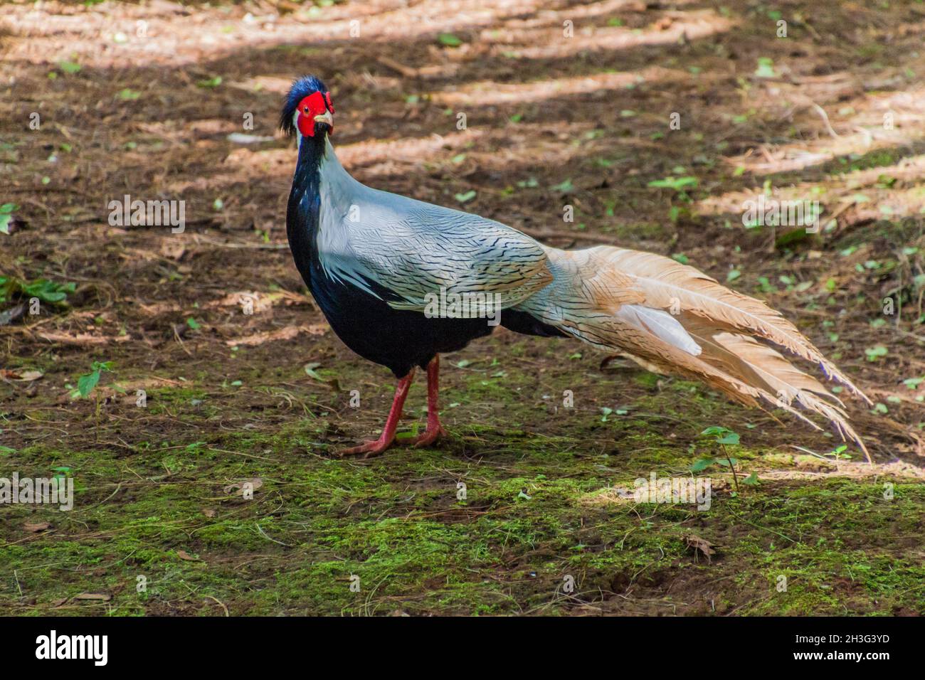Guinea fowl in National Kandawgyi Botanical gardens in Pyin Oo Lwin ...