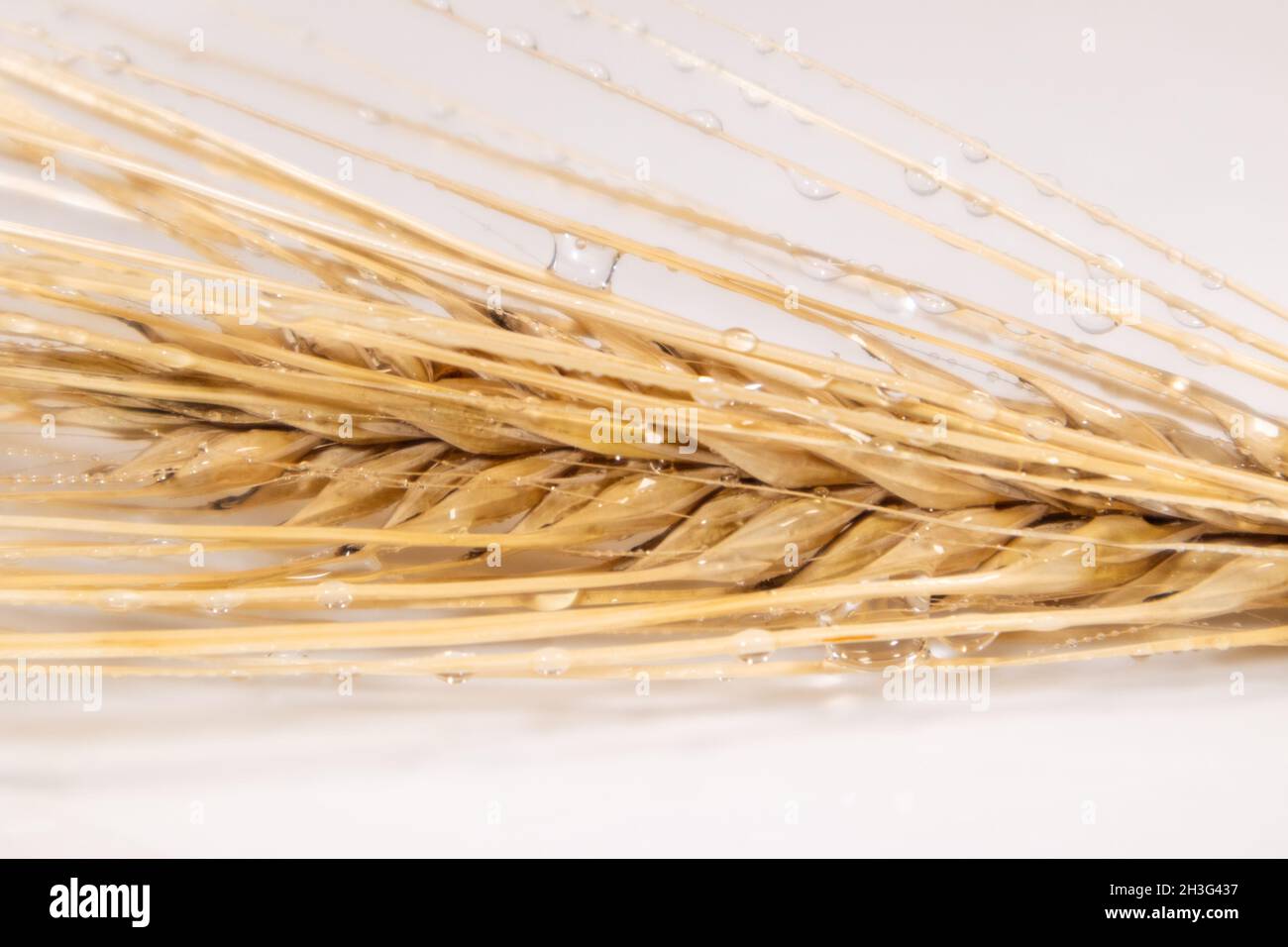 Gold dry wheat straws spikes with water drops close-up on white ...