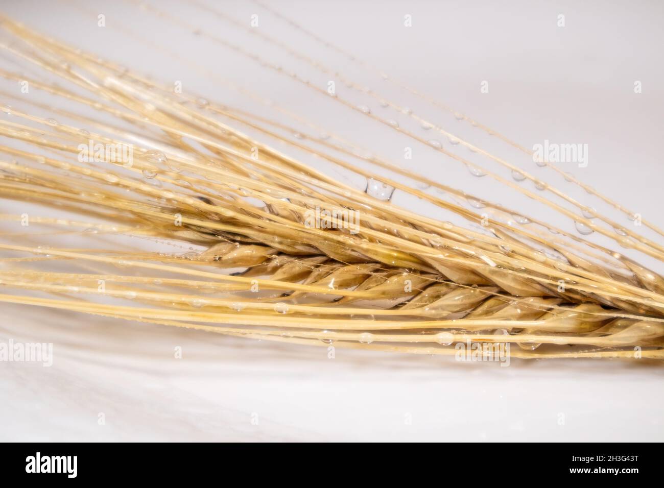 Gold dry wheat straws ears with water droplet close-up on white ...