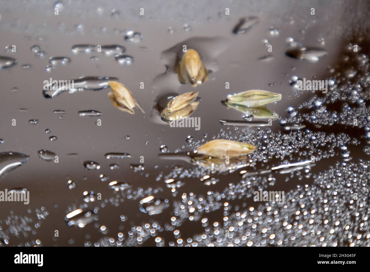 Wet harvest hi-res stock photography and images - Alamy