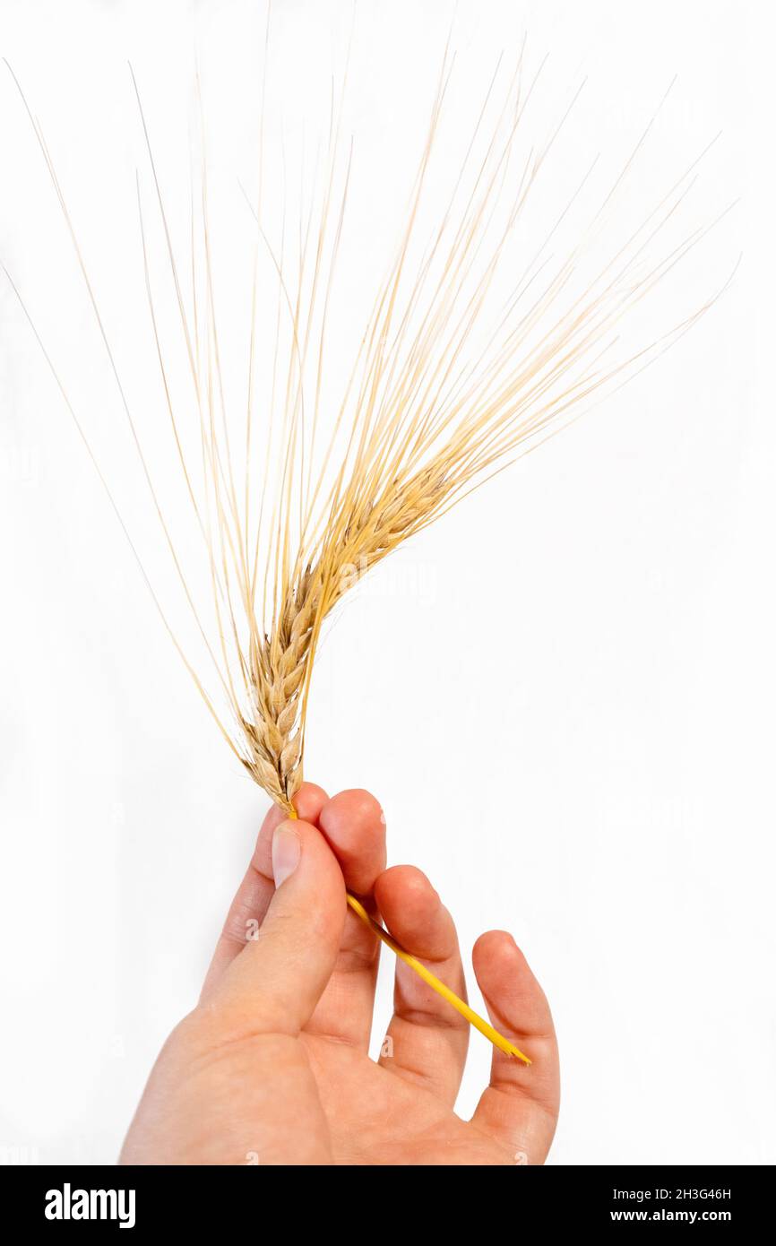 Hand holding gold dry wheat straw spikes close-up on white backdrop ...
