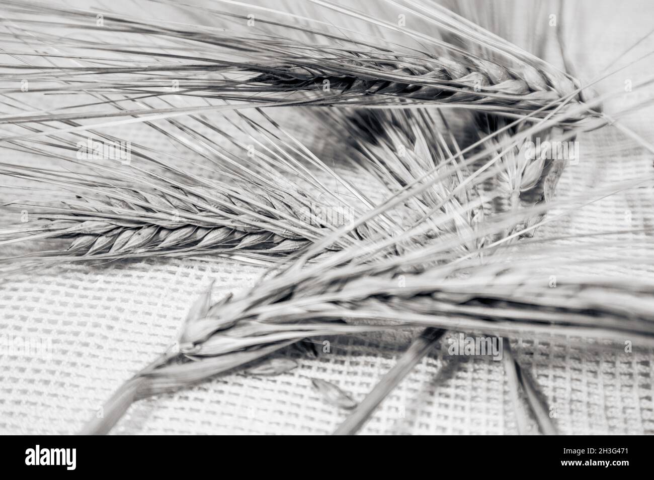 Grayscale dry wheat straws ears close-up on rough cloth background ...