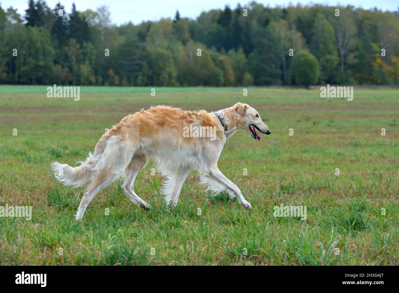 Hunting borzoi dog on a green field Stock Photo - Alamy