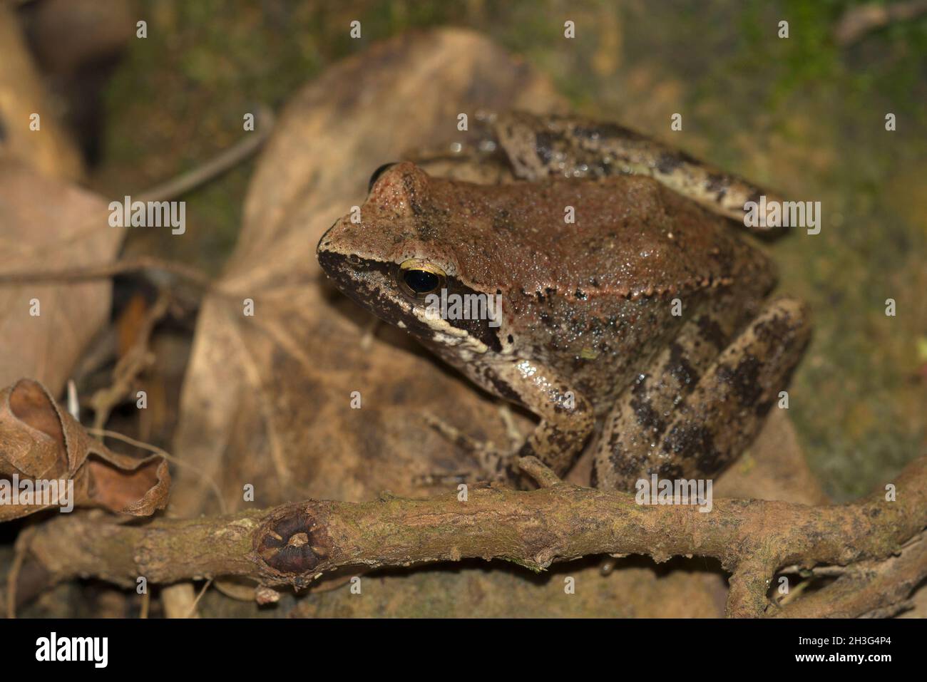 Greek Stream Frog (Rana graeca) adult resting on a leaf in a creek ...