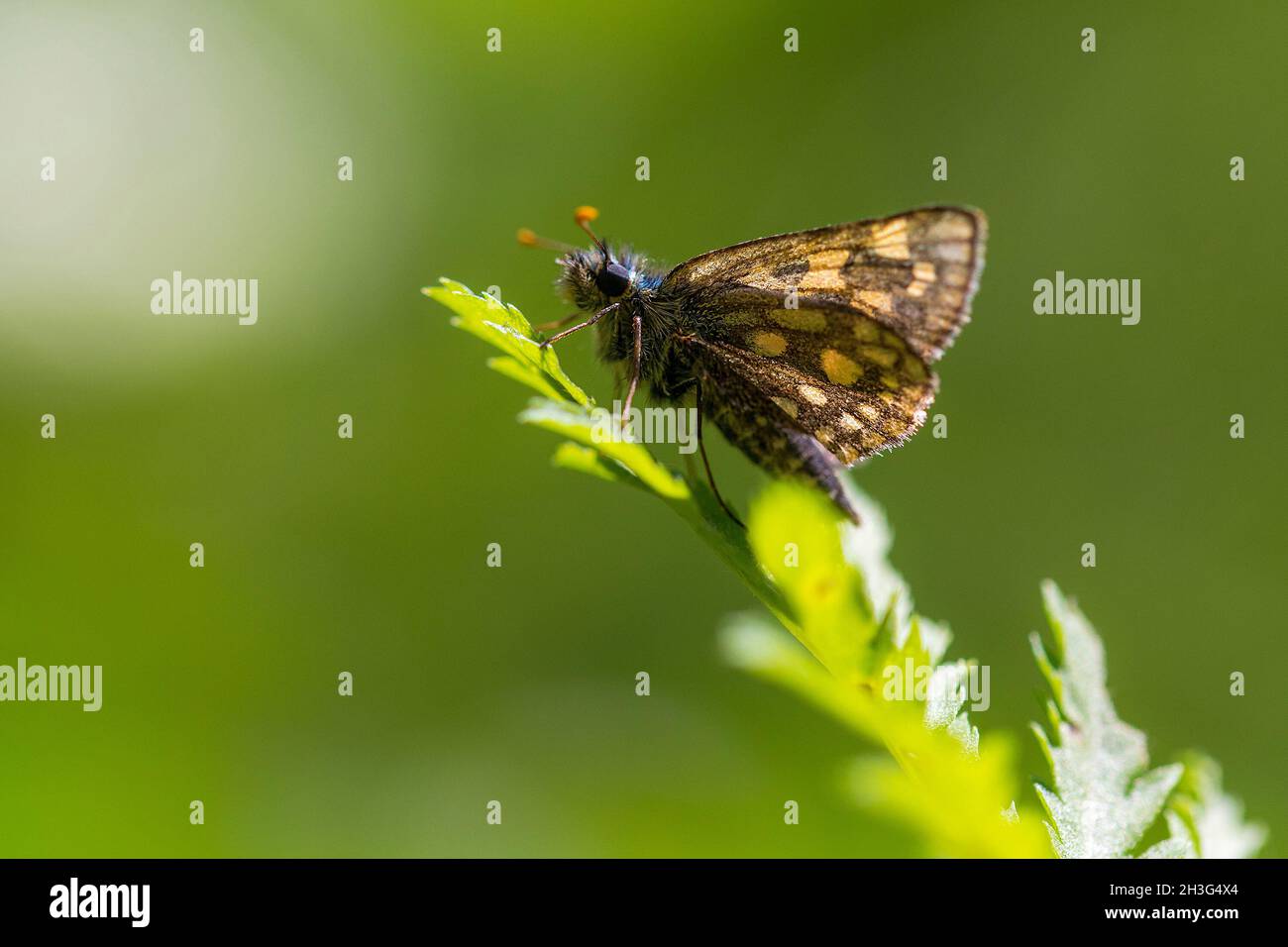 Chequered Skipper (Carterocephalus palaemon) resting on a leaf Stock ...