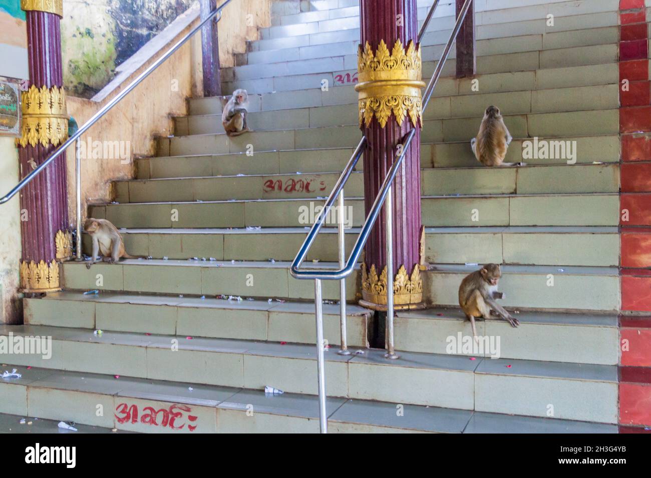 Mt popa myanmar monkey hi-res stock photography and images - Alamy