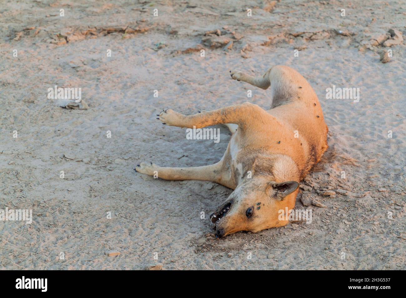 Corpse of a dead dog on a beach Stock Photo - Alamy