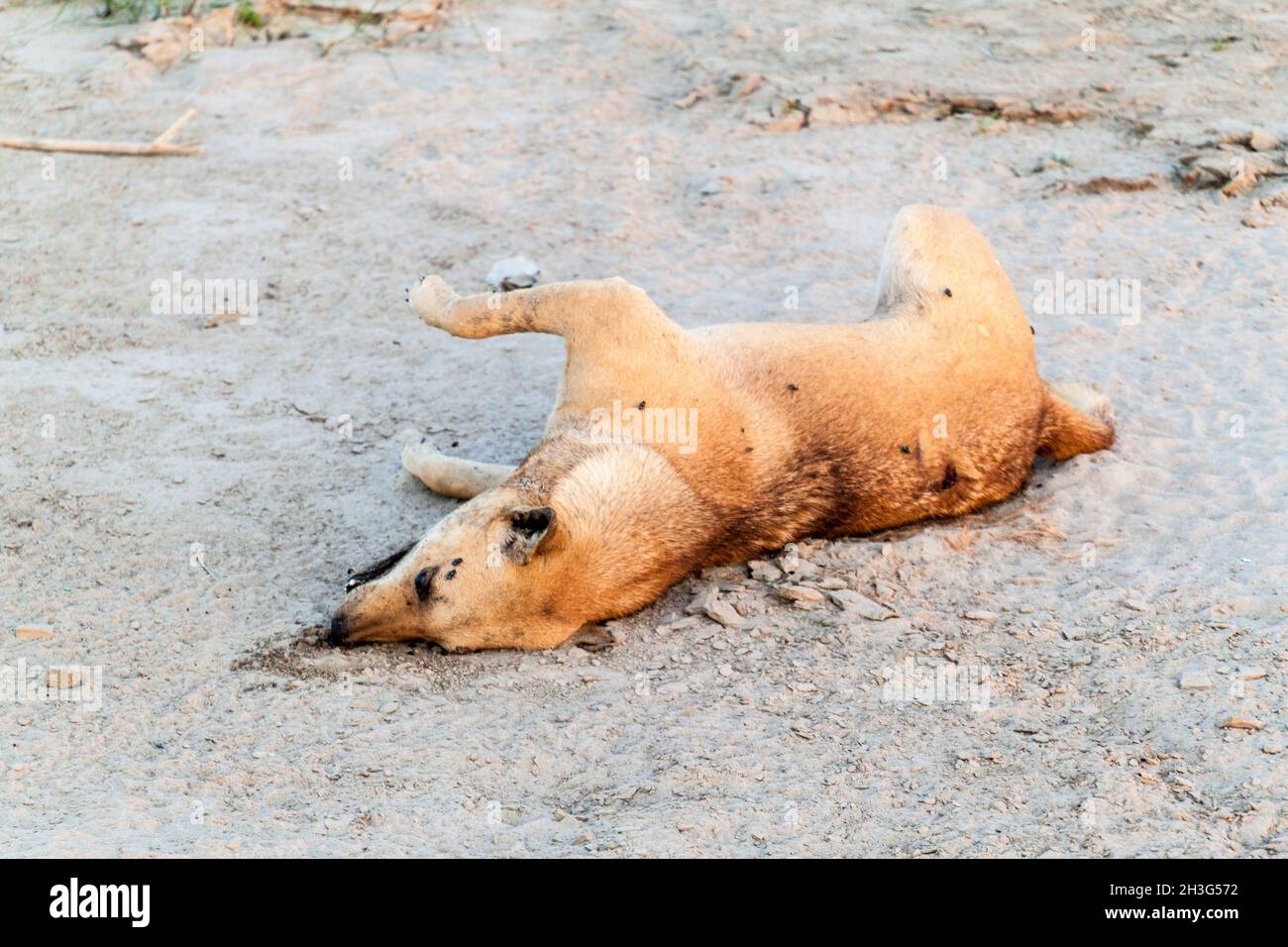 Corpse of dog hi-res stock photography and images - Alamy