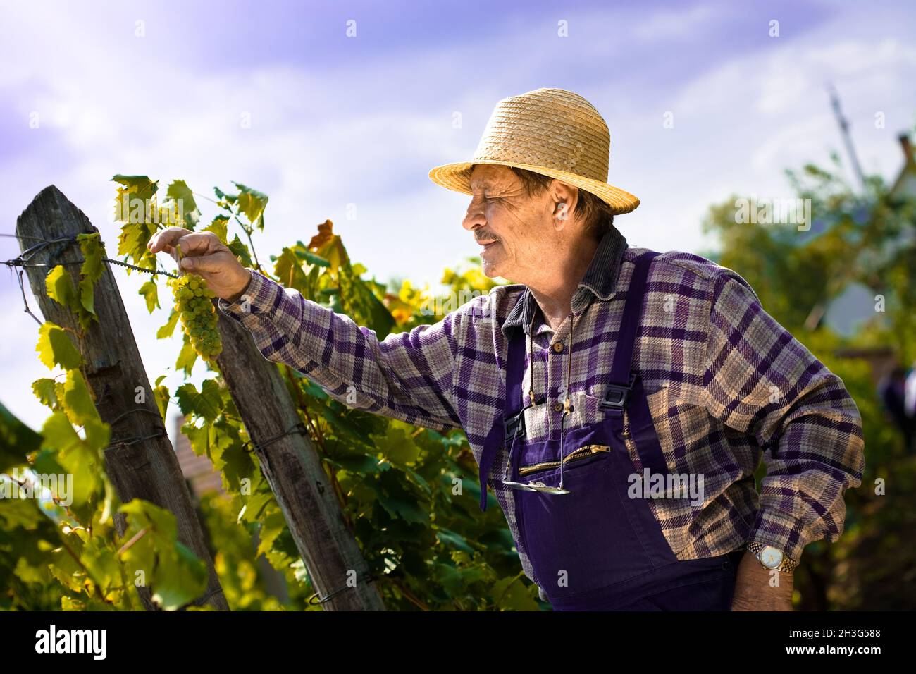 Old farmer and grapes hi-res stock photography and images - Alamy