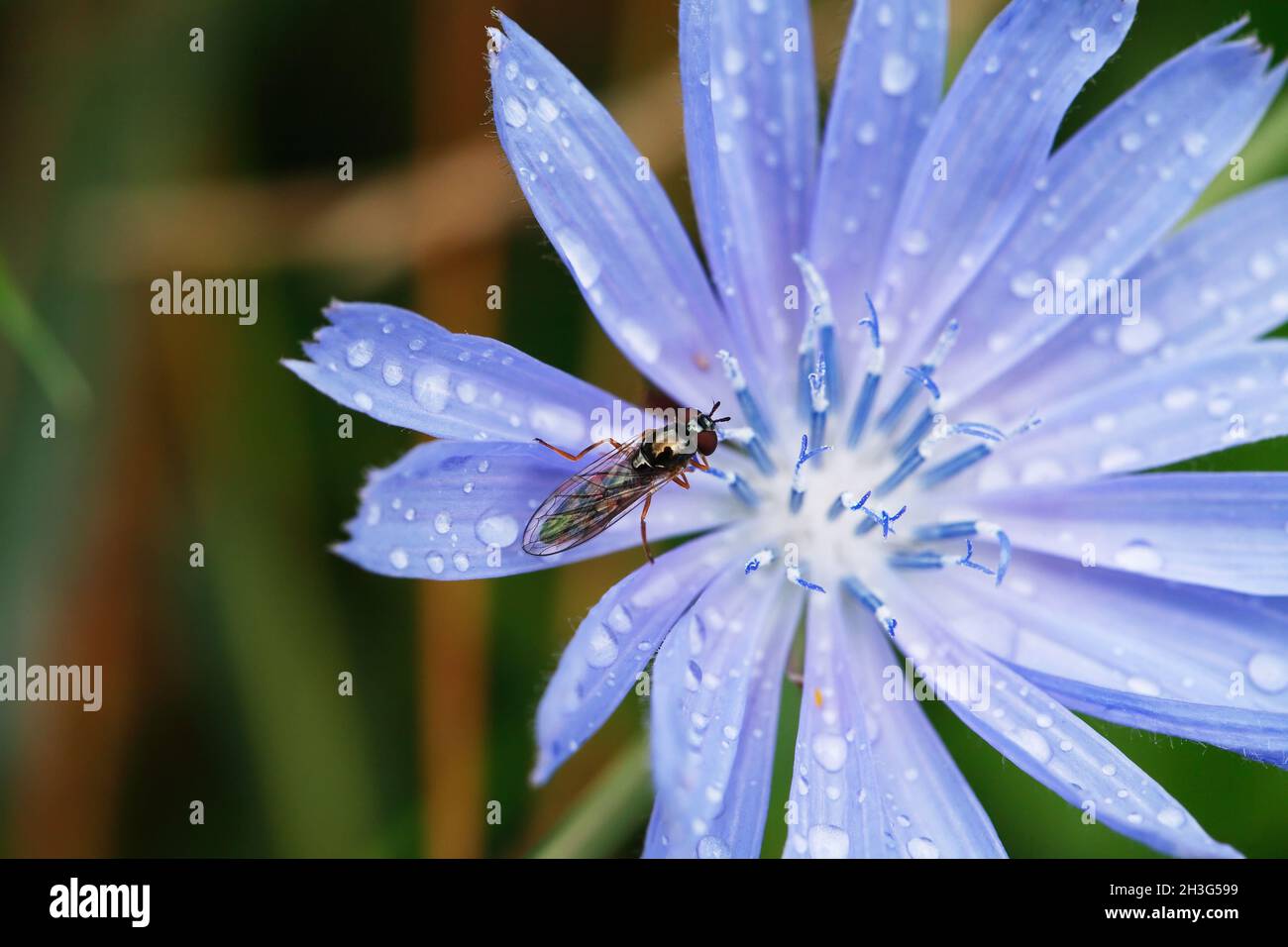 Rain forest wildflower hi-res stock photography and images - Alamy