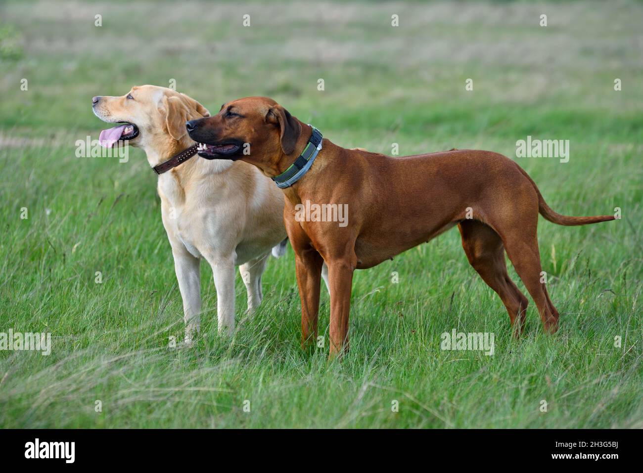 Labrador retriever and Ridgeback standing in a green grass field Stock ...