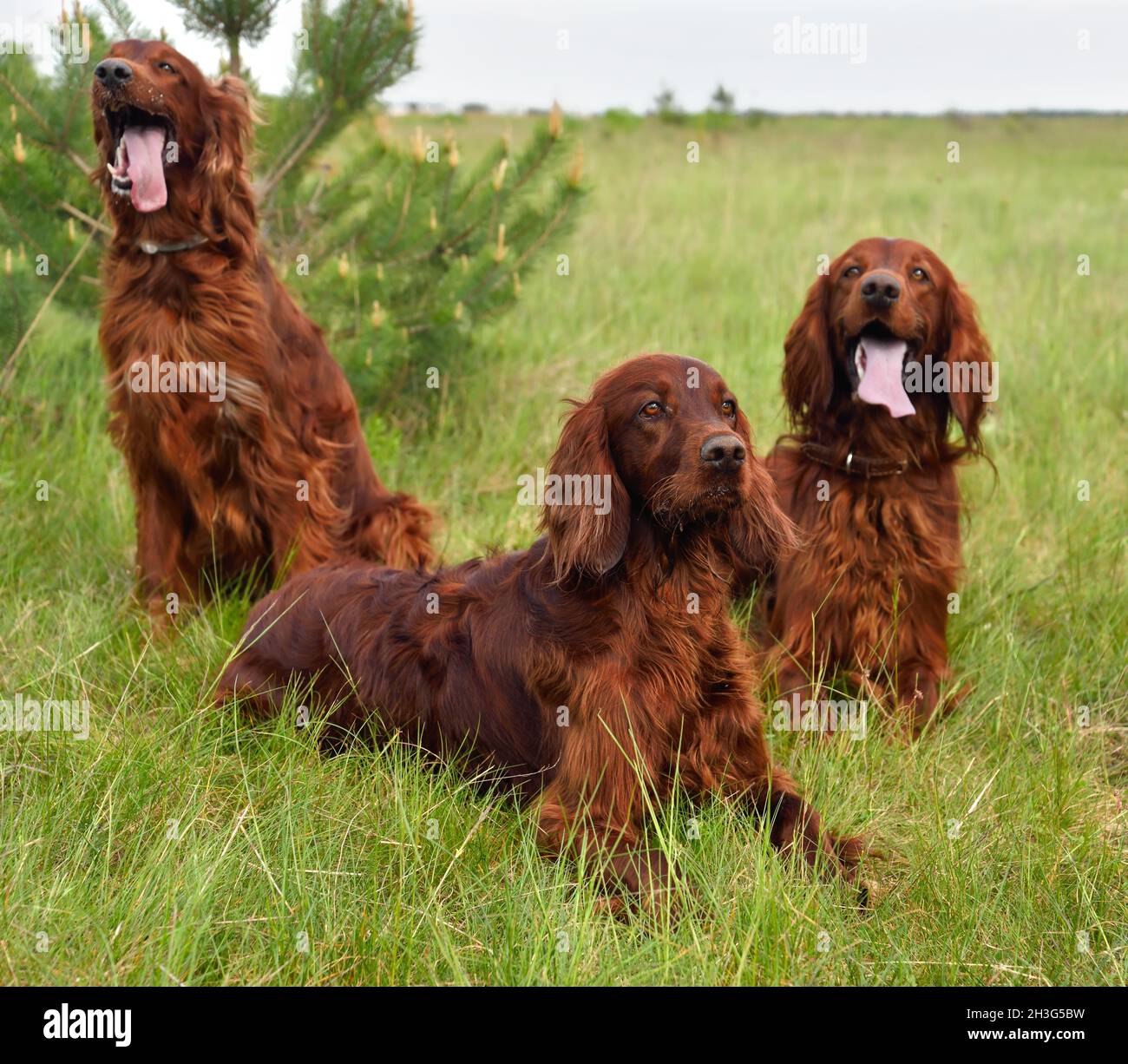 Irish setters hi-res stock photography and images - Alamy
