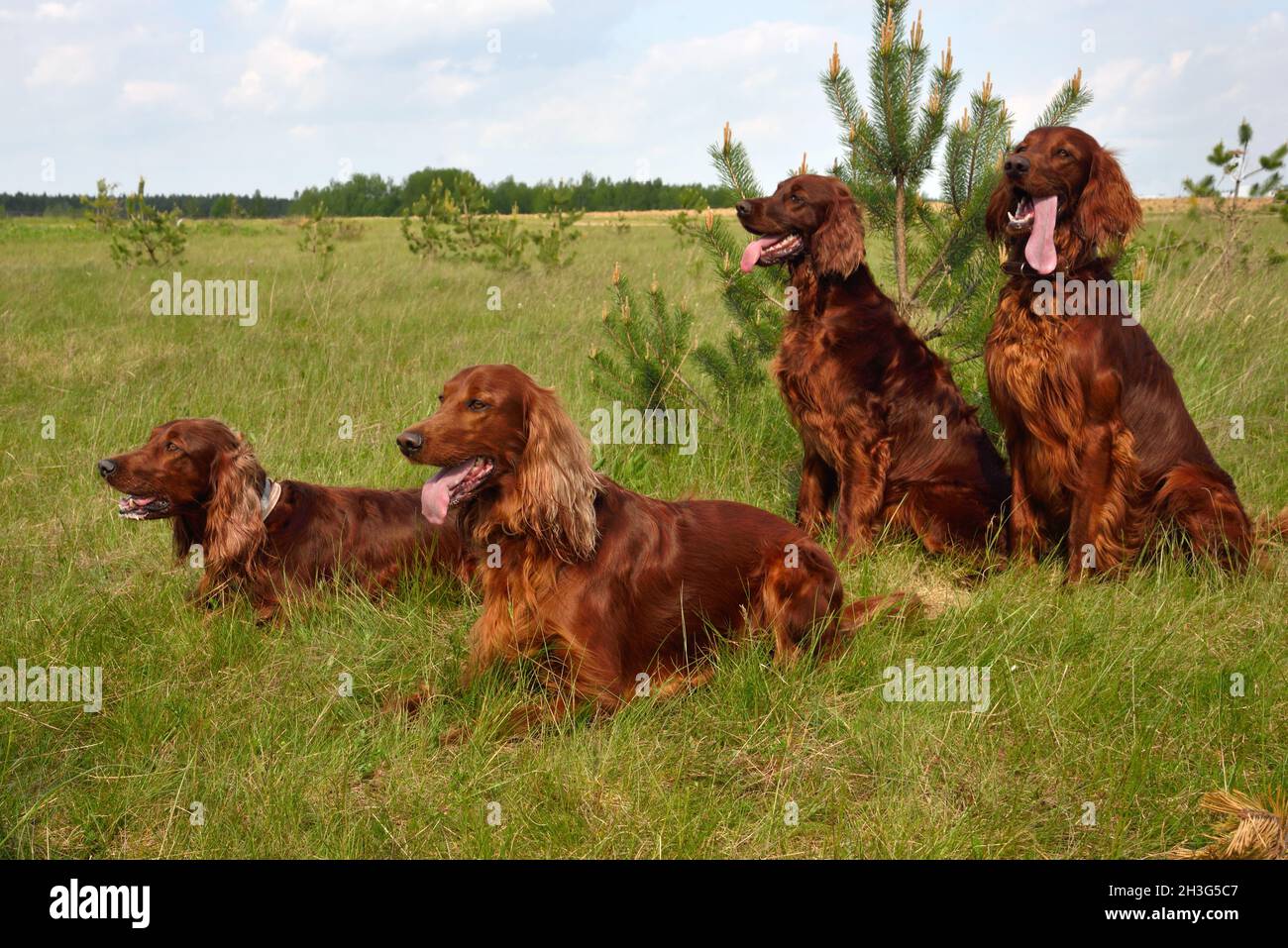 Irish setters resting on a green grass field. Focus on a front dog ...