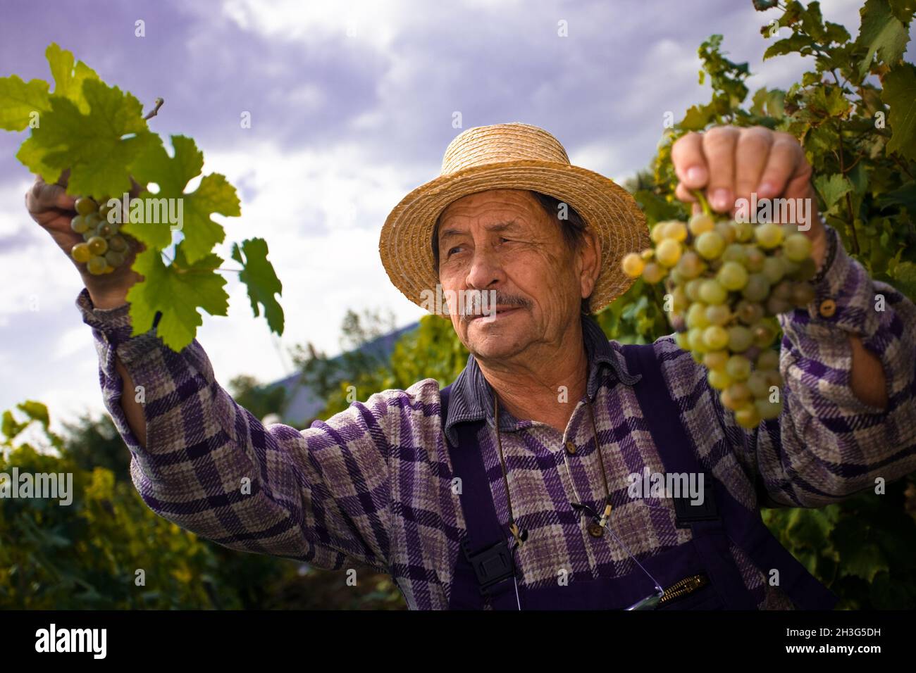 Old farmer and grapes hi-res stock photography and images - Alamy