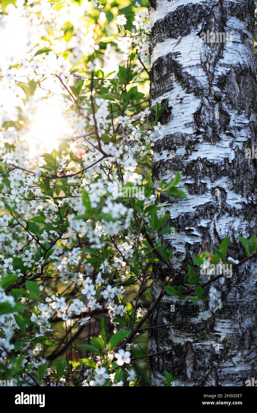 Summer forest with birch tree and various blooming plants Stock Photo ...