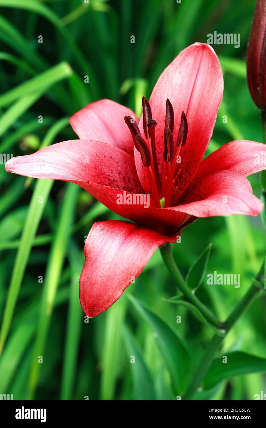 Summer gardening. Closeup of nice red lilies as background Stock Photo ...