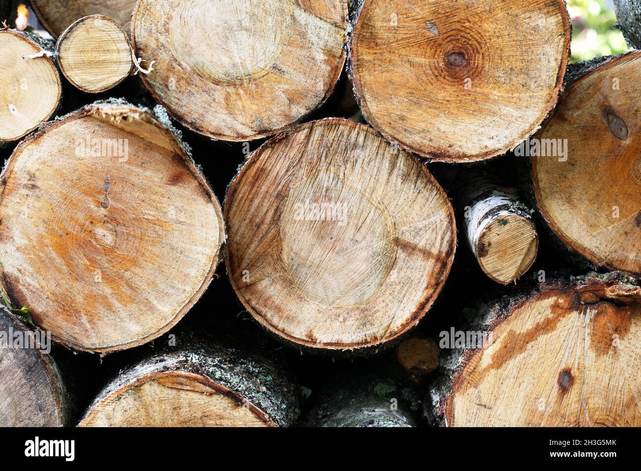 Wooden background. Steak of freshly sawn logs closeup Stock Photo - Alamy
