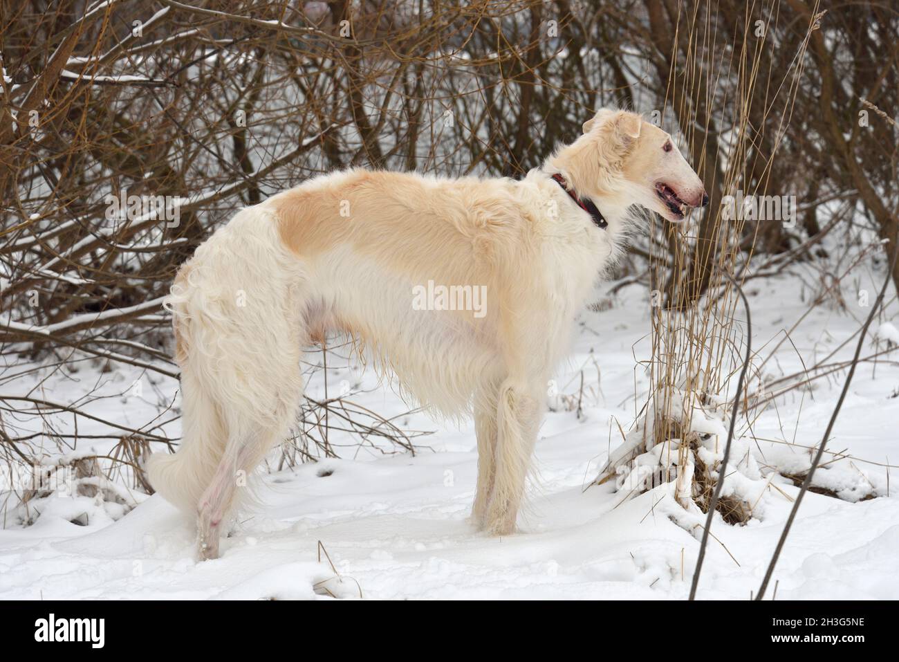 White Russian Borzoi standing on a winter snow Stock Photo - Alamy