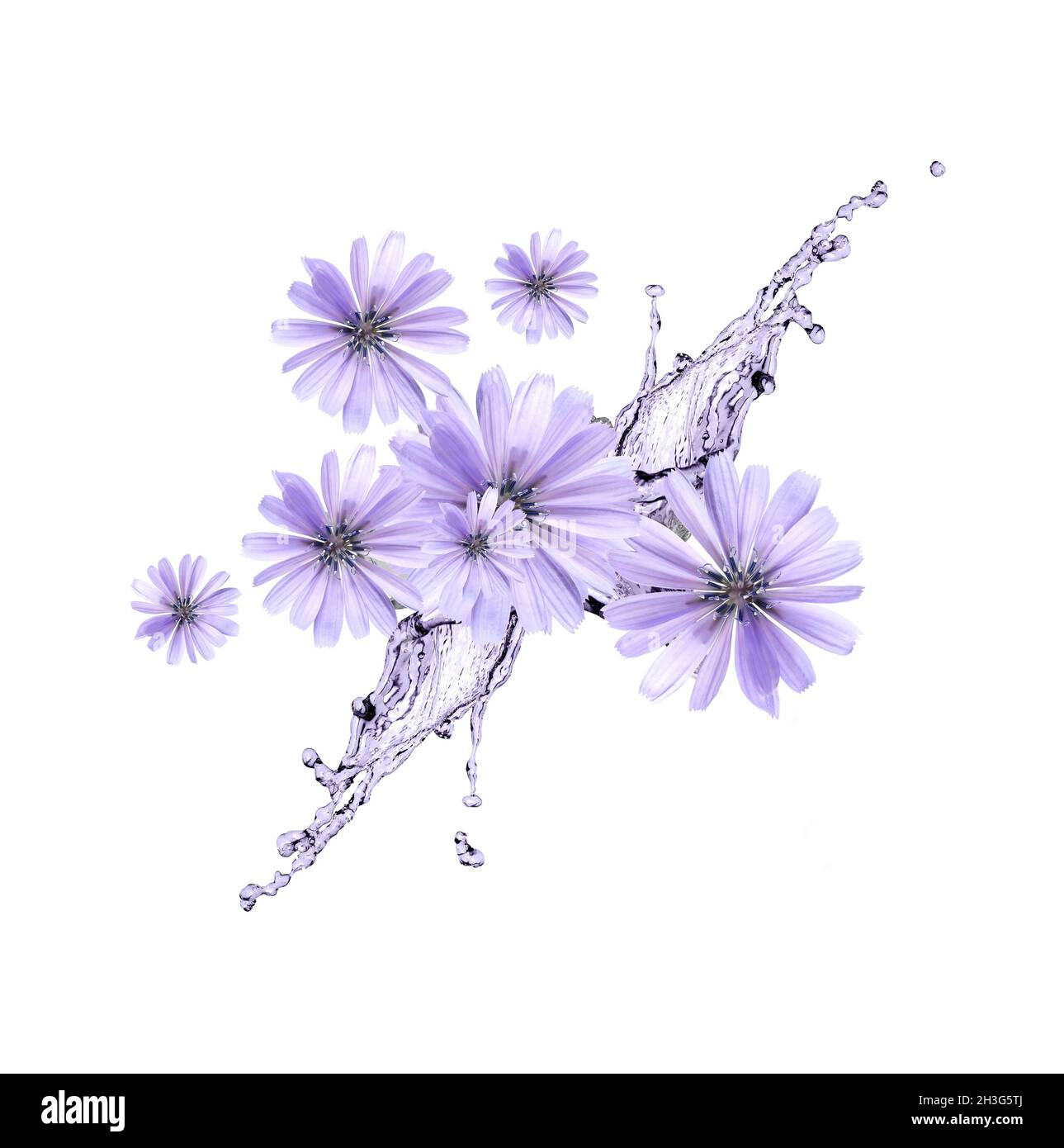 Beautiful purple flowers in a splash of water Stock Photo - Alamy