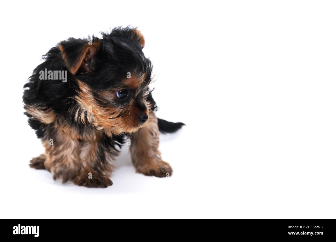 Alone frightened puppy yorkshire terrier on white background Stock ...