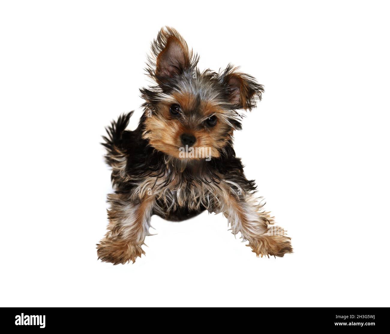 Puppy child funny Cut Out Stock Images & Pictures - Alamy