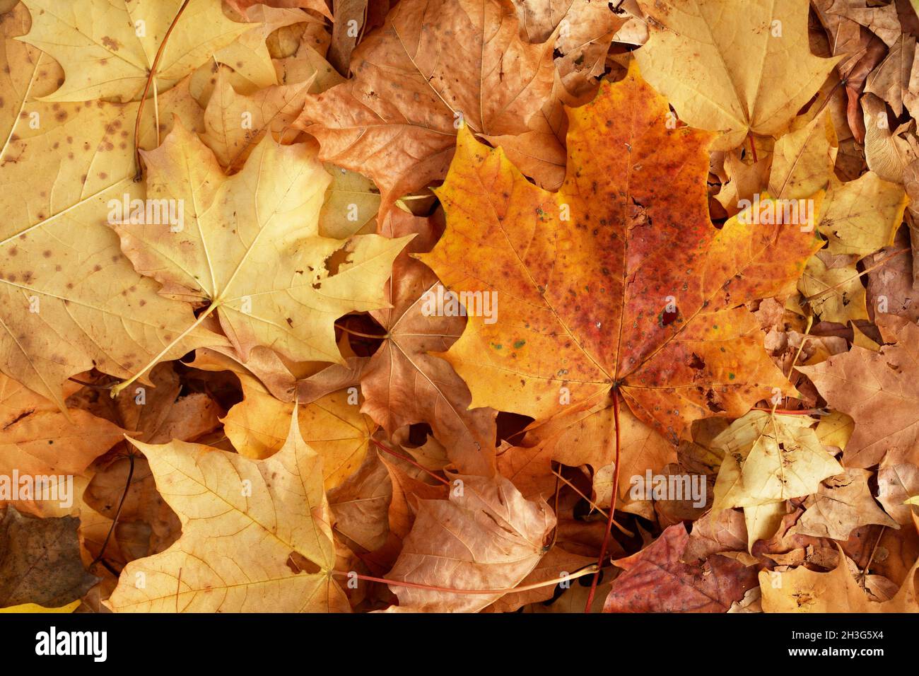 Nice ground cover texture hi-res stock photography and images - Alamy