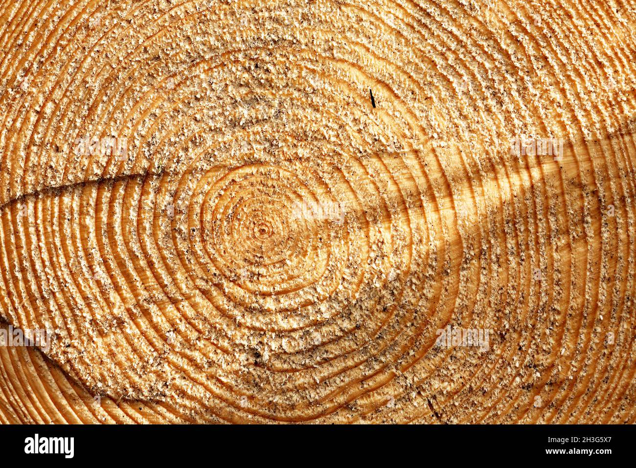 Birch log cross section hi-res stock photography and images - Alamy