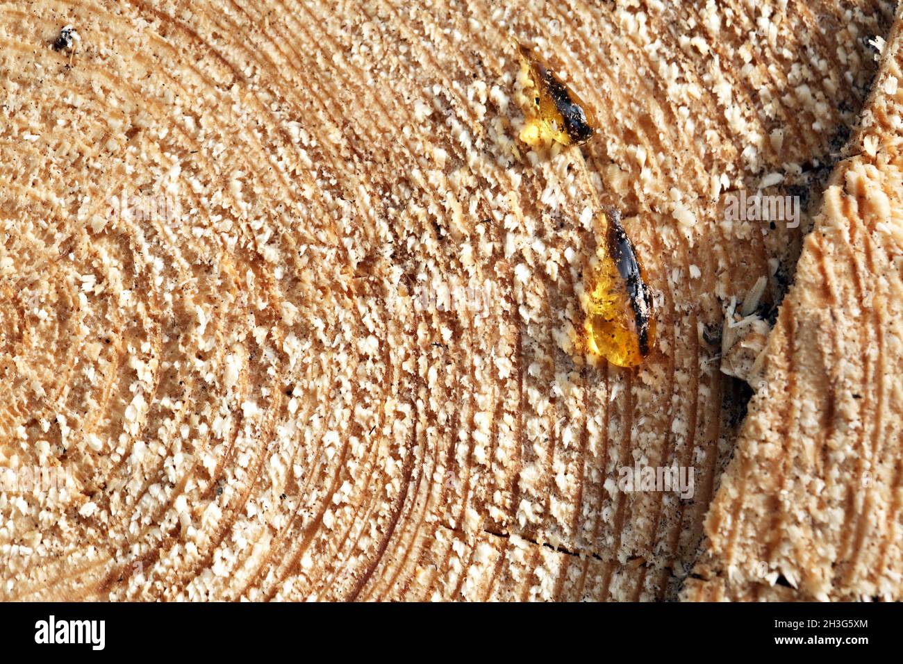 Wooden background. Cross-section of a tree with drop of resin Stock ...