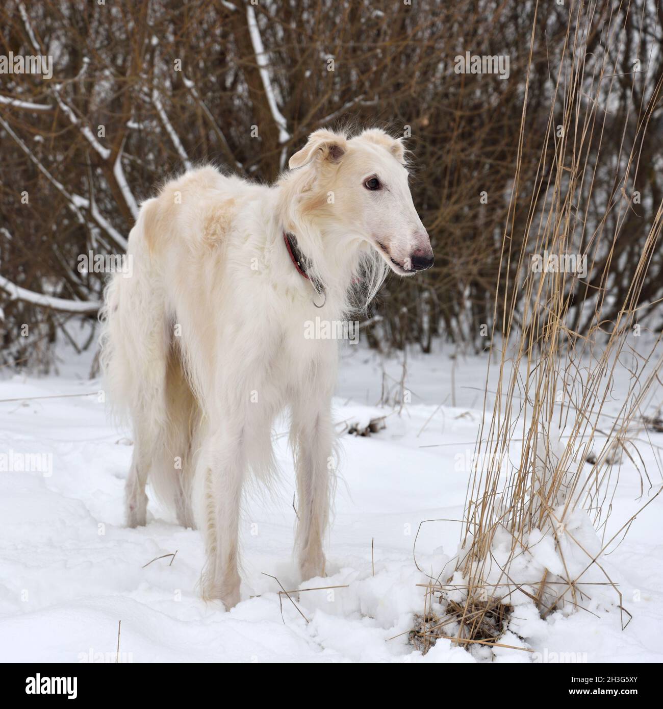 White Russian Borzoi standing on a winter snow Stock Photo - Alamy