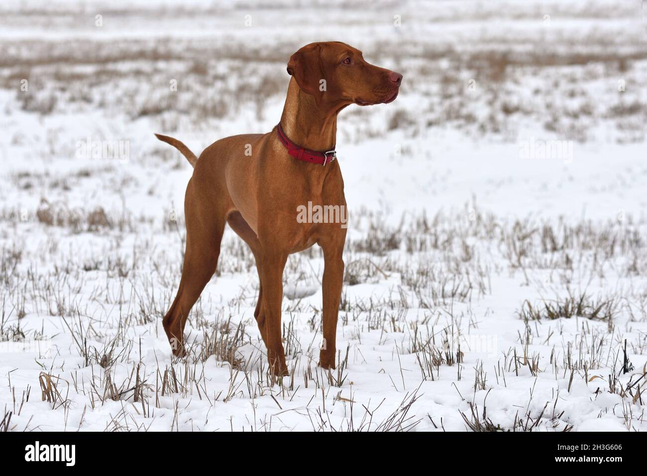 Hungarian pointer hi-res stock photography and images - Alamy