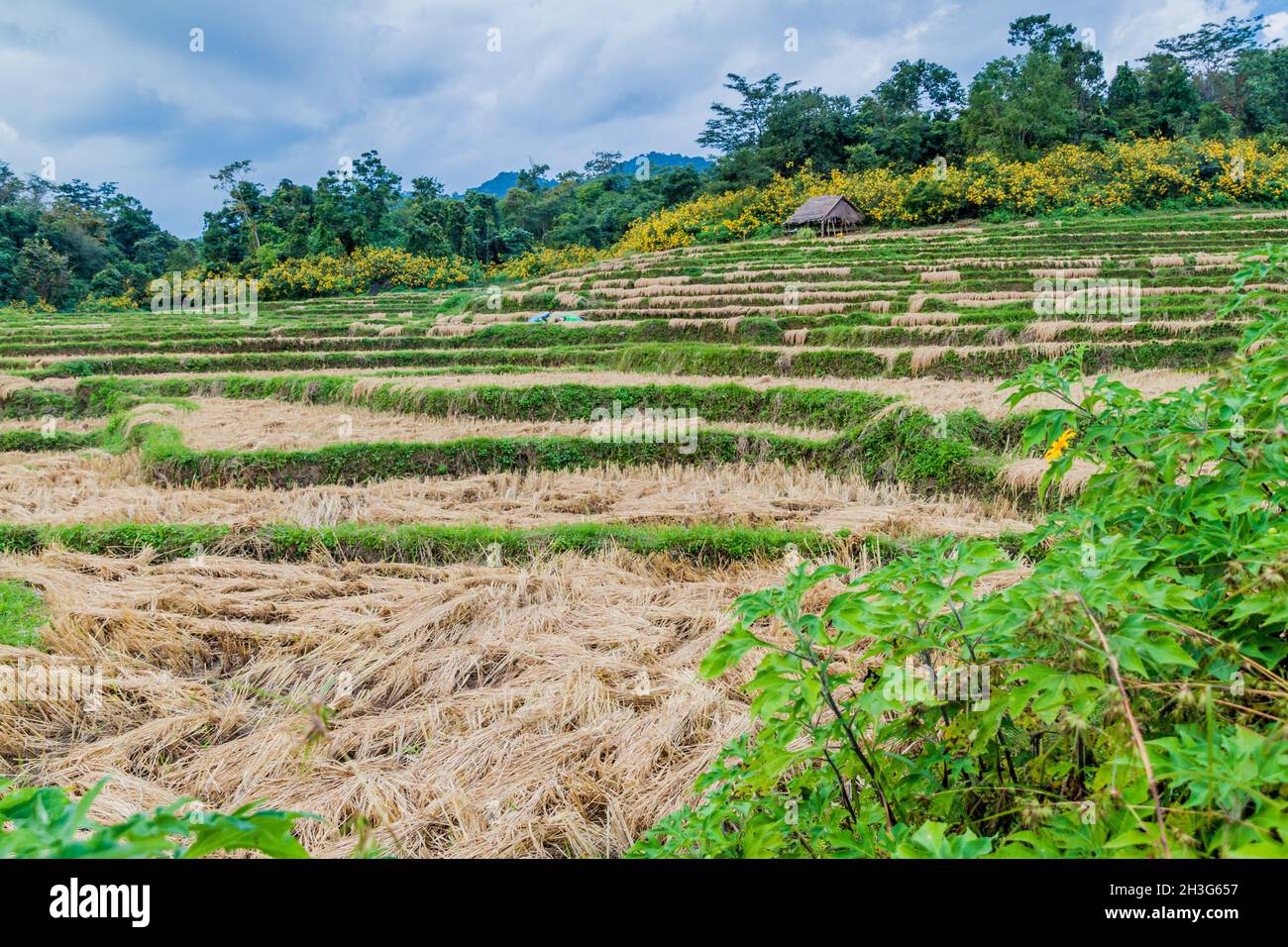 Stepped rice field hi-res stock photography and images - Alamy