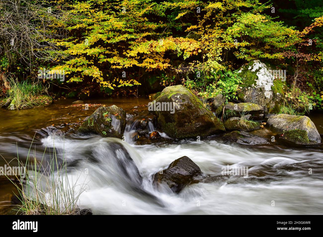 stream in the forest Stock Photo - Alamy