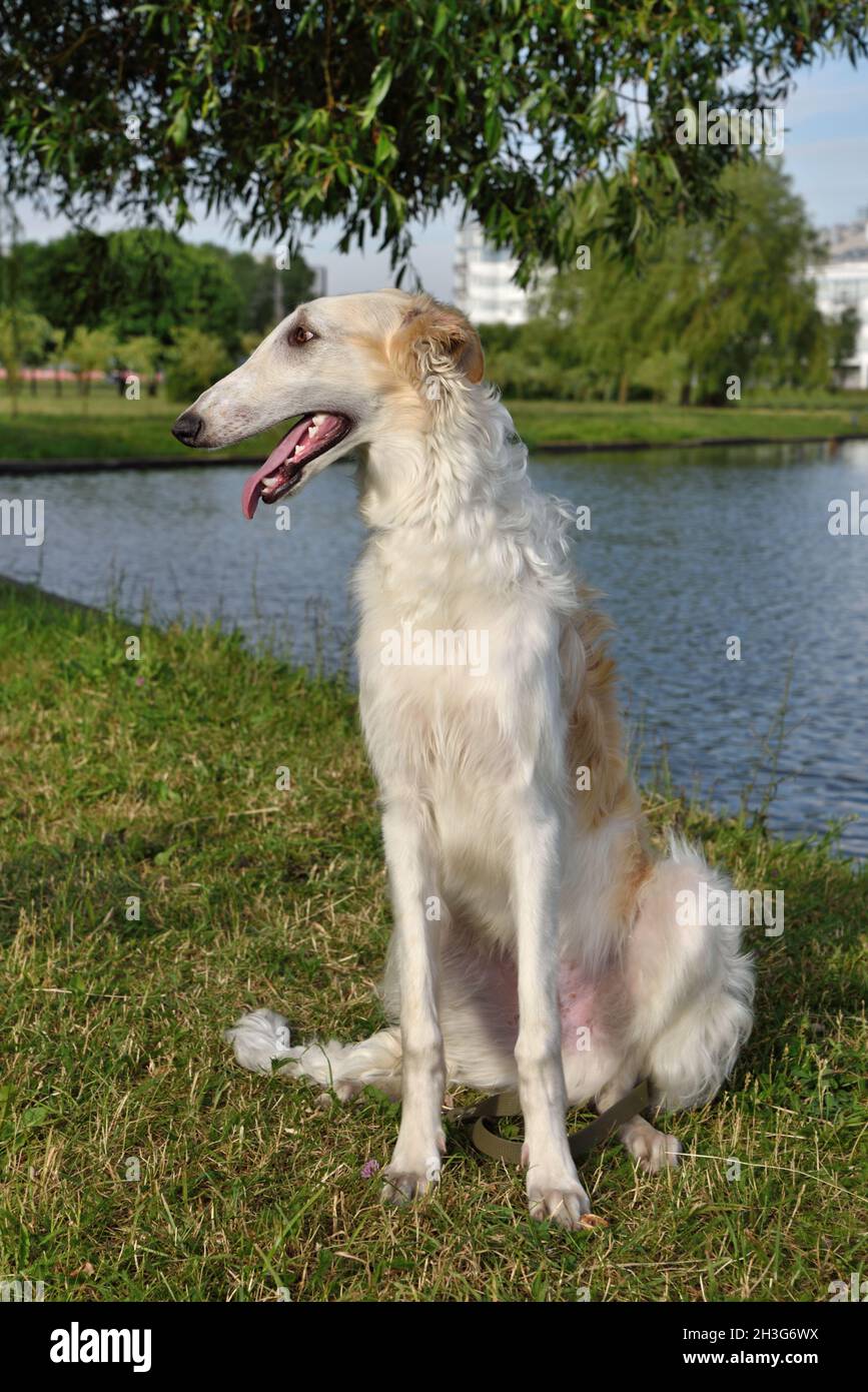 White russian borzoi dog sitting on a river background Stock Photo - Alamy