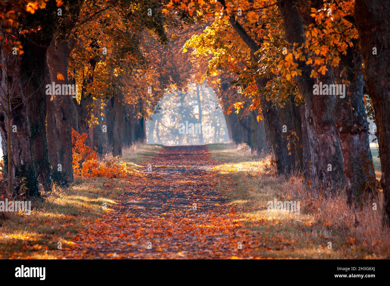 Chestnut tree avenue in golden autumn colors Stock Photo - Alamy