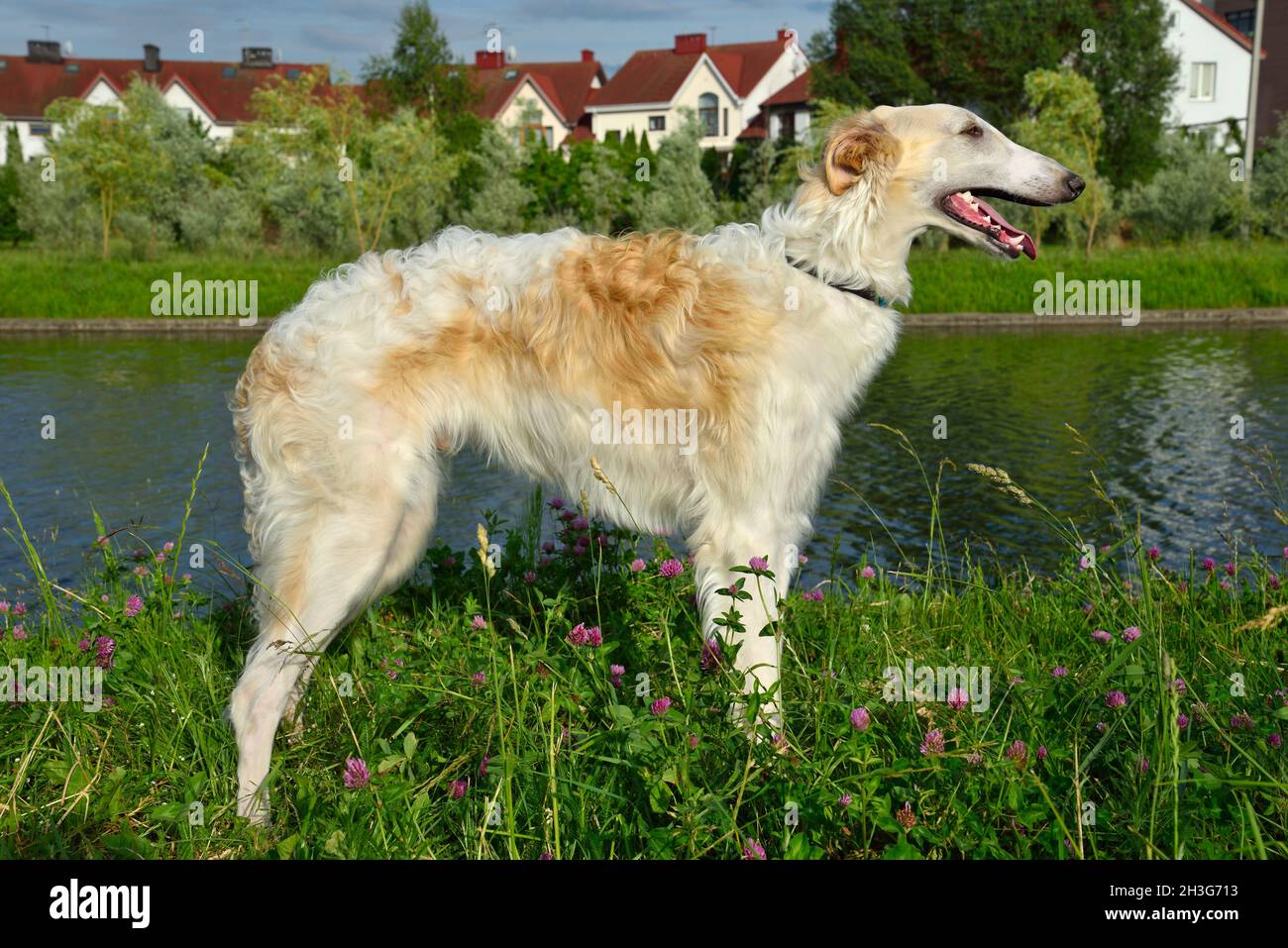 White Russian wolfhound standing on a rural background Stock Photo - Alamy