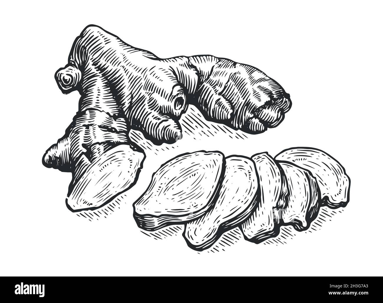 Ginger root hand drawn illustration. Food ingredient. Root and sliced ...