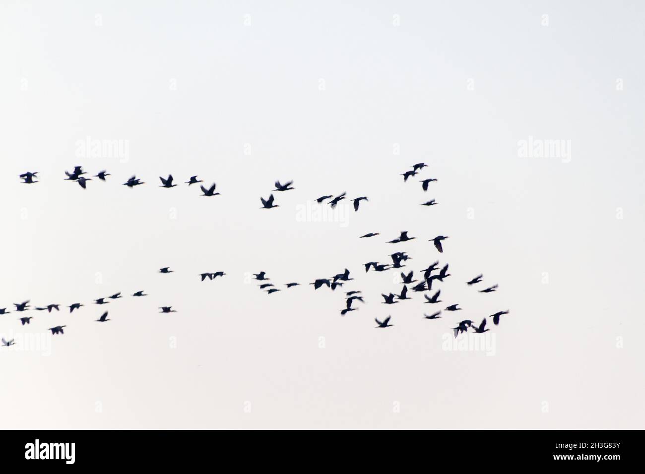 V shape flock of birds hi-res stock photography and images - Alamy
